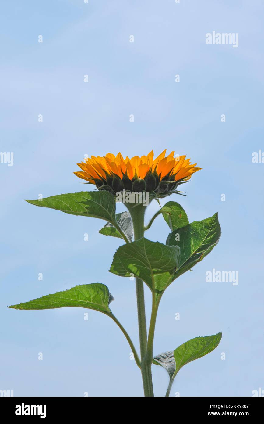 A single sunflower stands alone against the blue summer sky Stock Photo ...