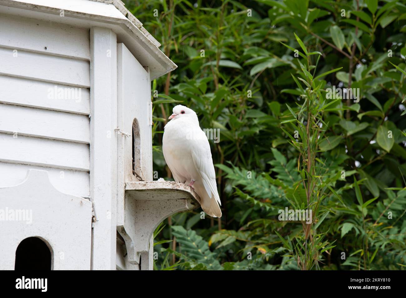 White dove birdhouse hi-res stock photography and images - Alamy