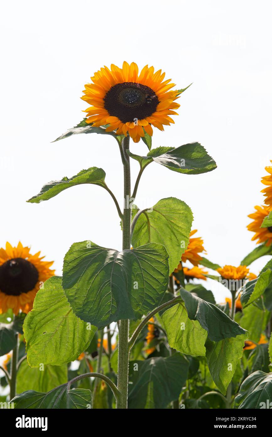 A single sunflower stands alone against the white summer sky Stock ...