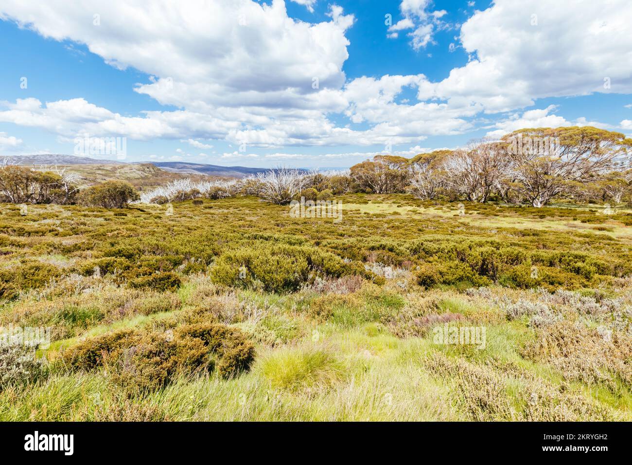 Wallace Hut Trail near Falls Creek in Australia Stock Photo - Alamy