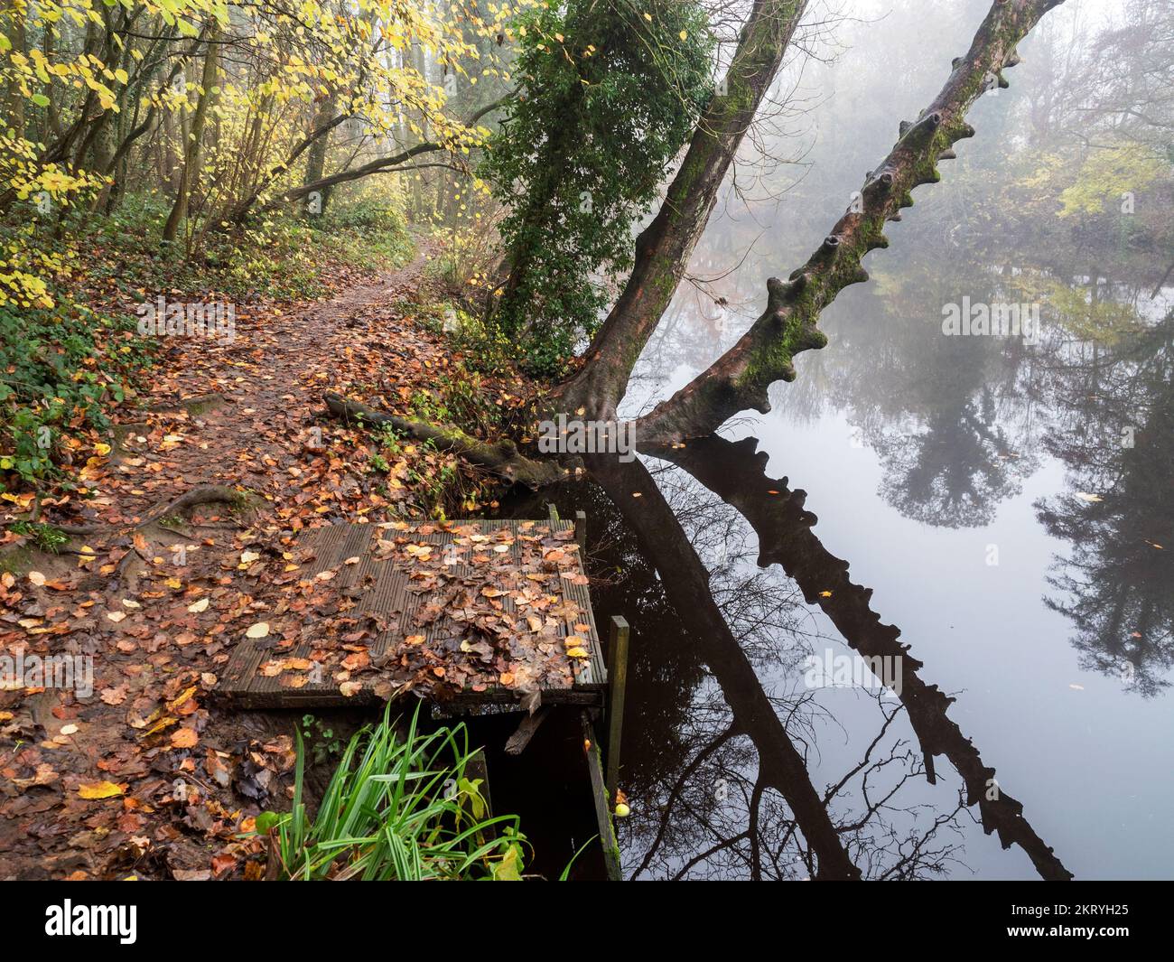 Riverside trees hi-res stock photography and images - Alamy