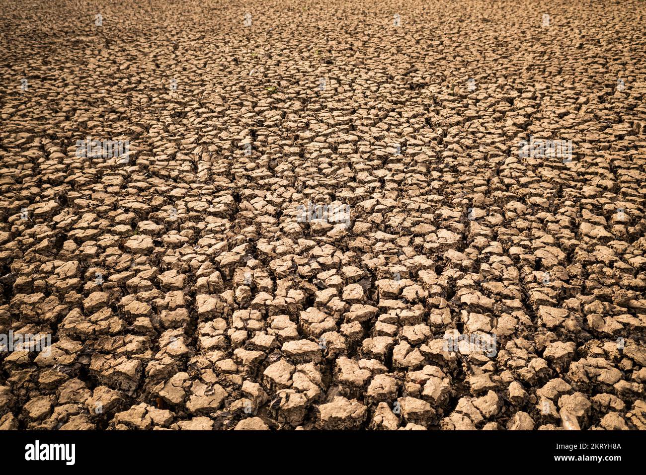 Drought season dry soil with cracks and dead shell animal due to ...