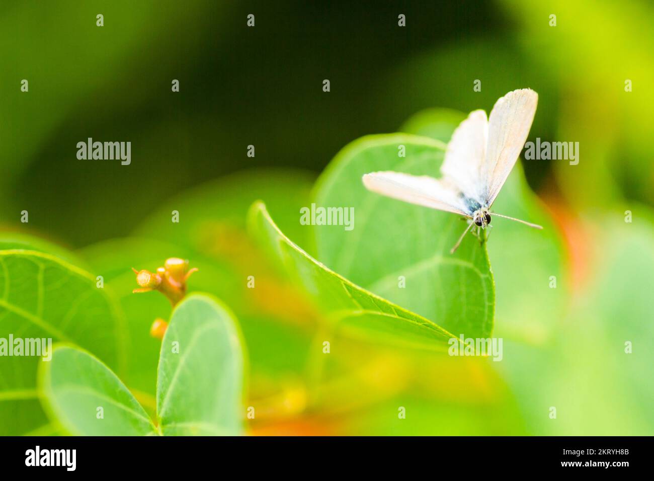 Outdoor nature photograph on a tiny insect captured in a macro forest ...