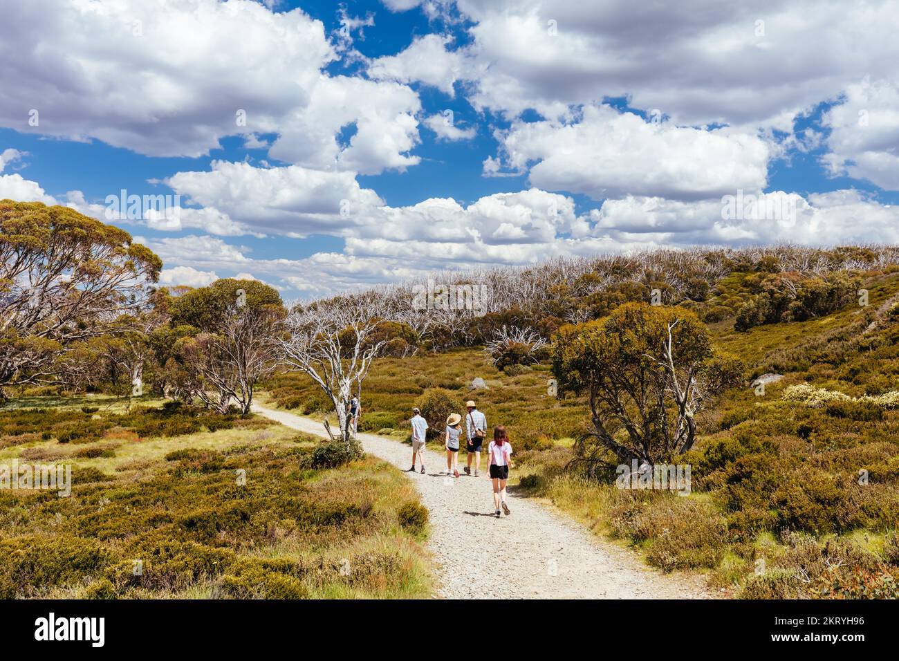 Wallace Hut Trail near Falls Creek in Australia Stock Photo - Alamy