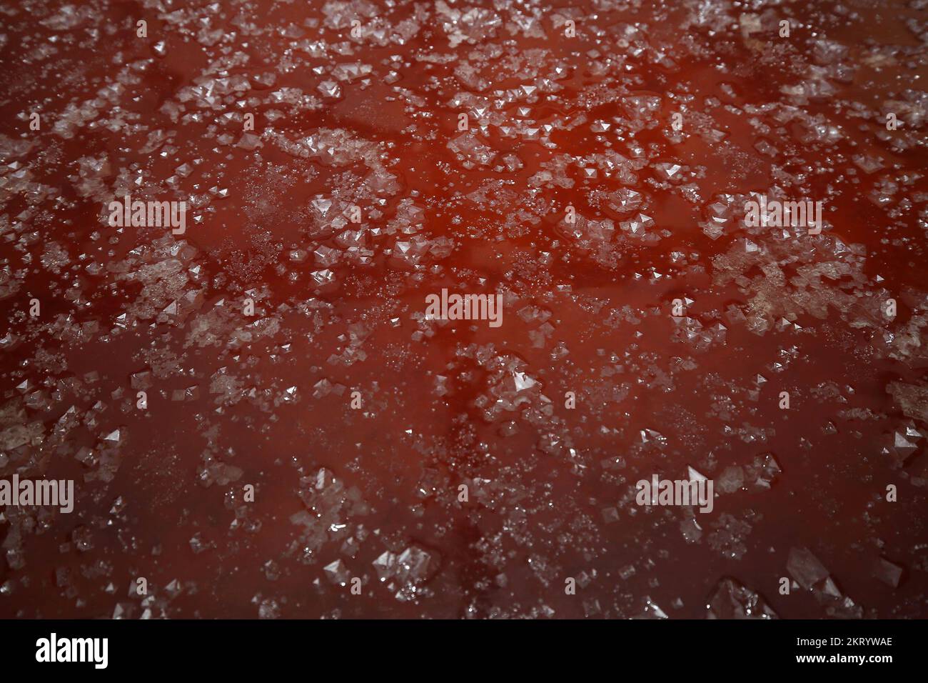 Ayr, Ayrshire, Scotland, UK, Blackthorn Salt. The first & only thorn ...