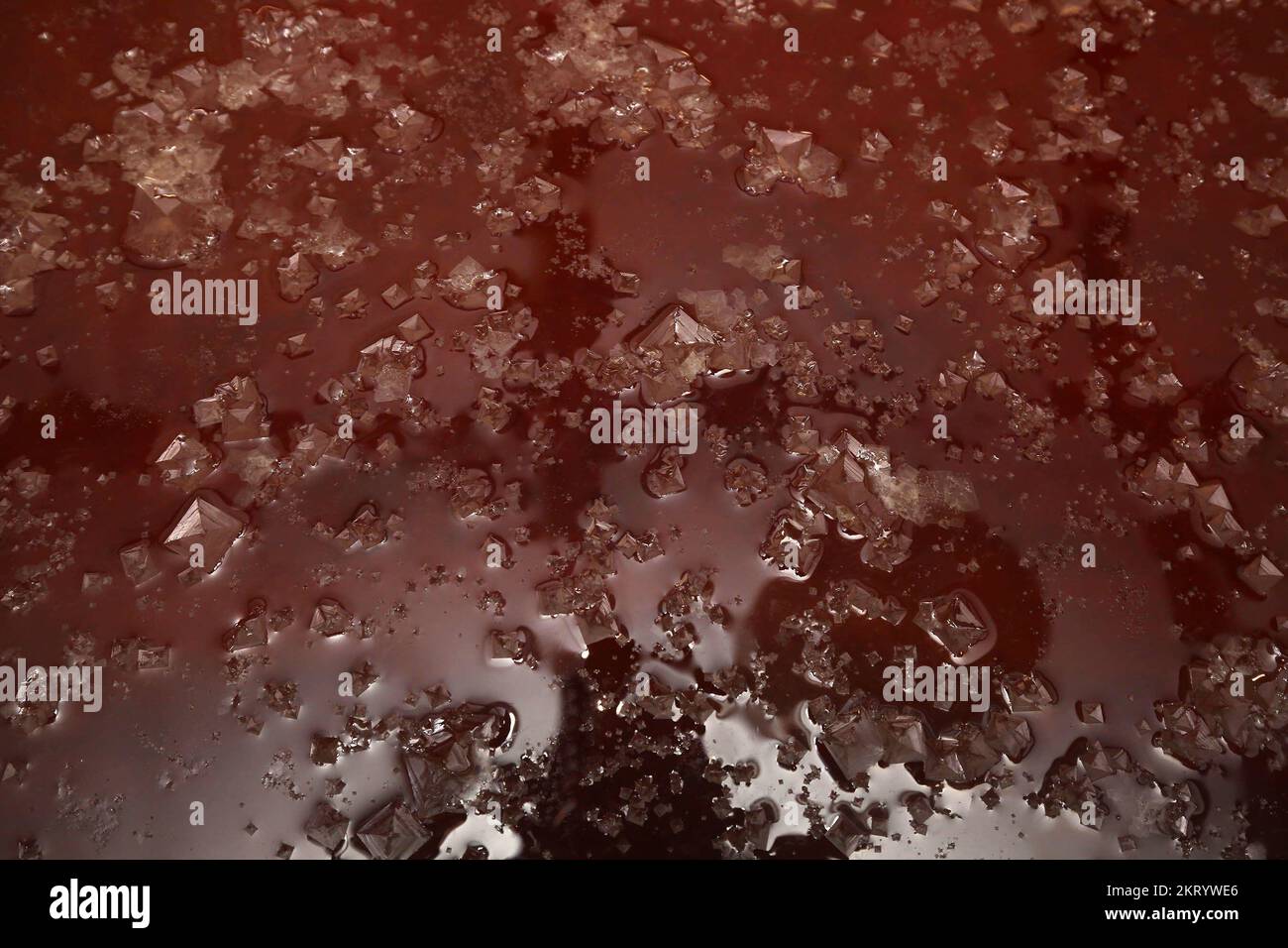 Ayr, Ayrshire, Scotland, UK, Blackthorn Salt. The first & only thorn ...