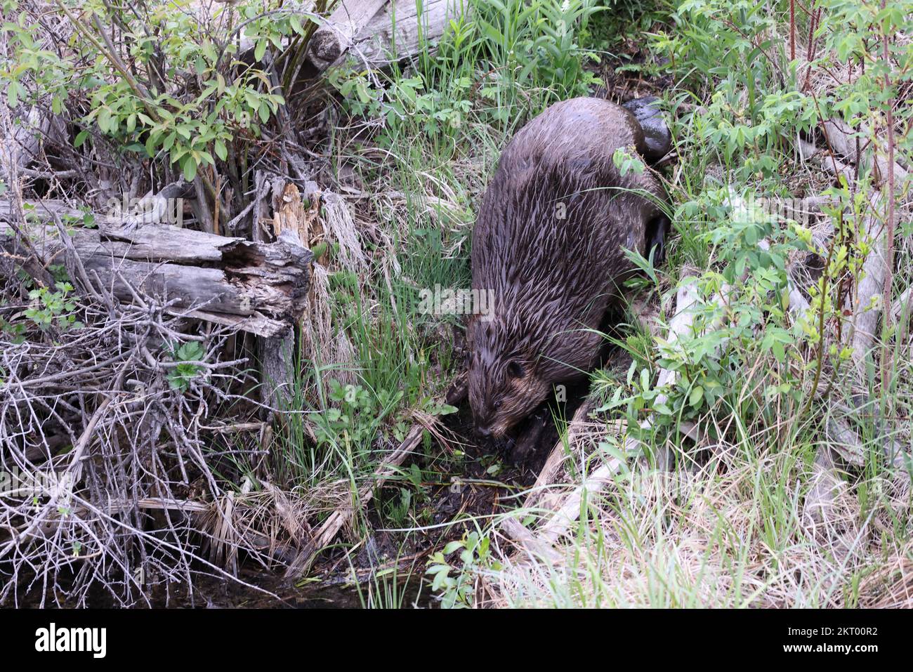North American Beaver (Castor canadensis) Alberta Canada Stock Photo ...