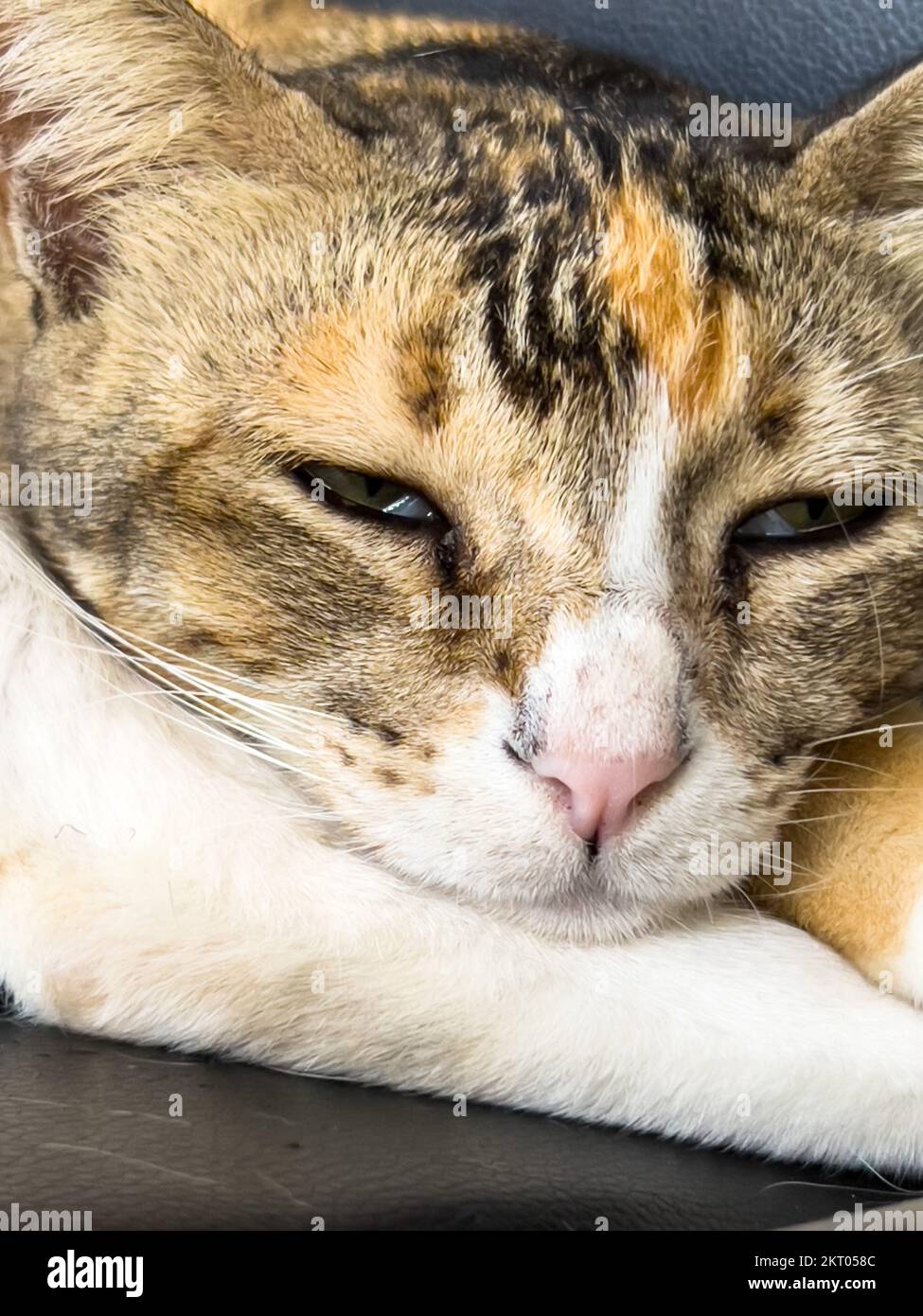 Vertical close up portrait of a sad looking face tabby cat, pink nose ...