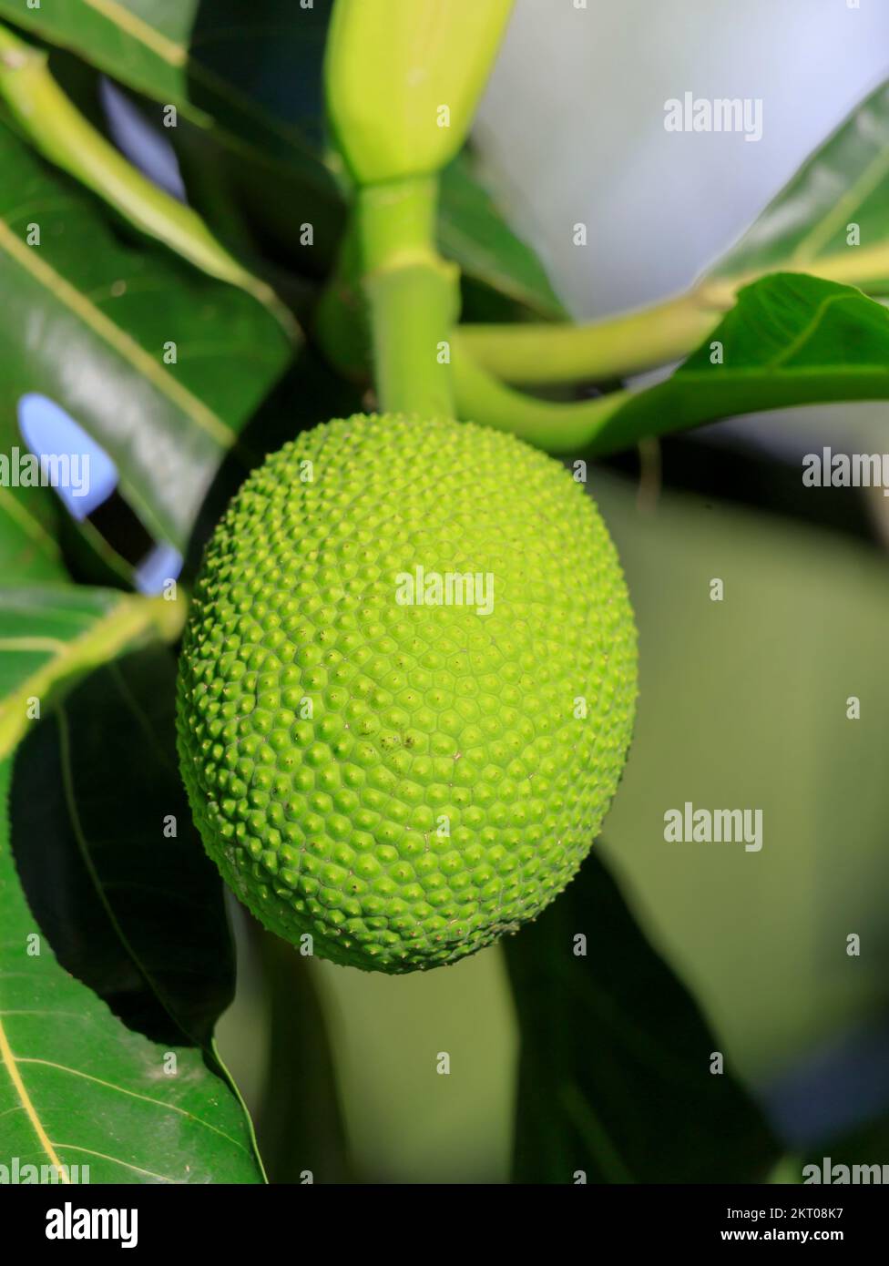 Breadfruit hi-res stock photography and images - Alamy