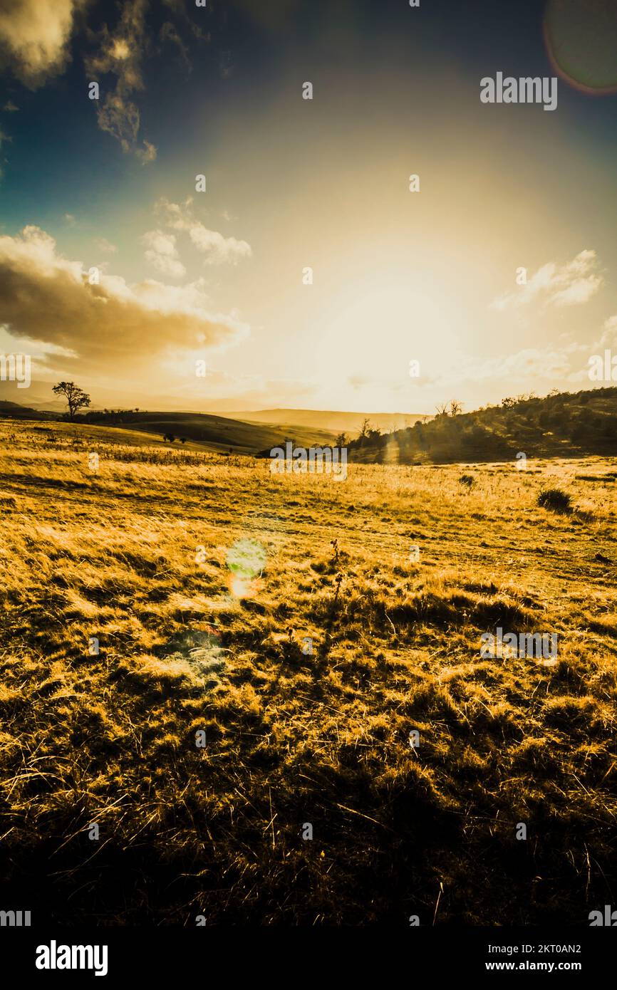 Sunburnt summer landscape with field of grass under blue sky and sun ...