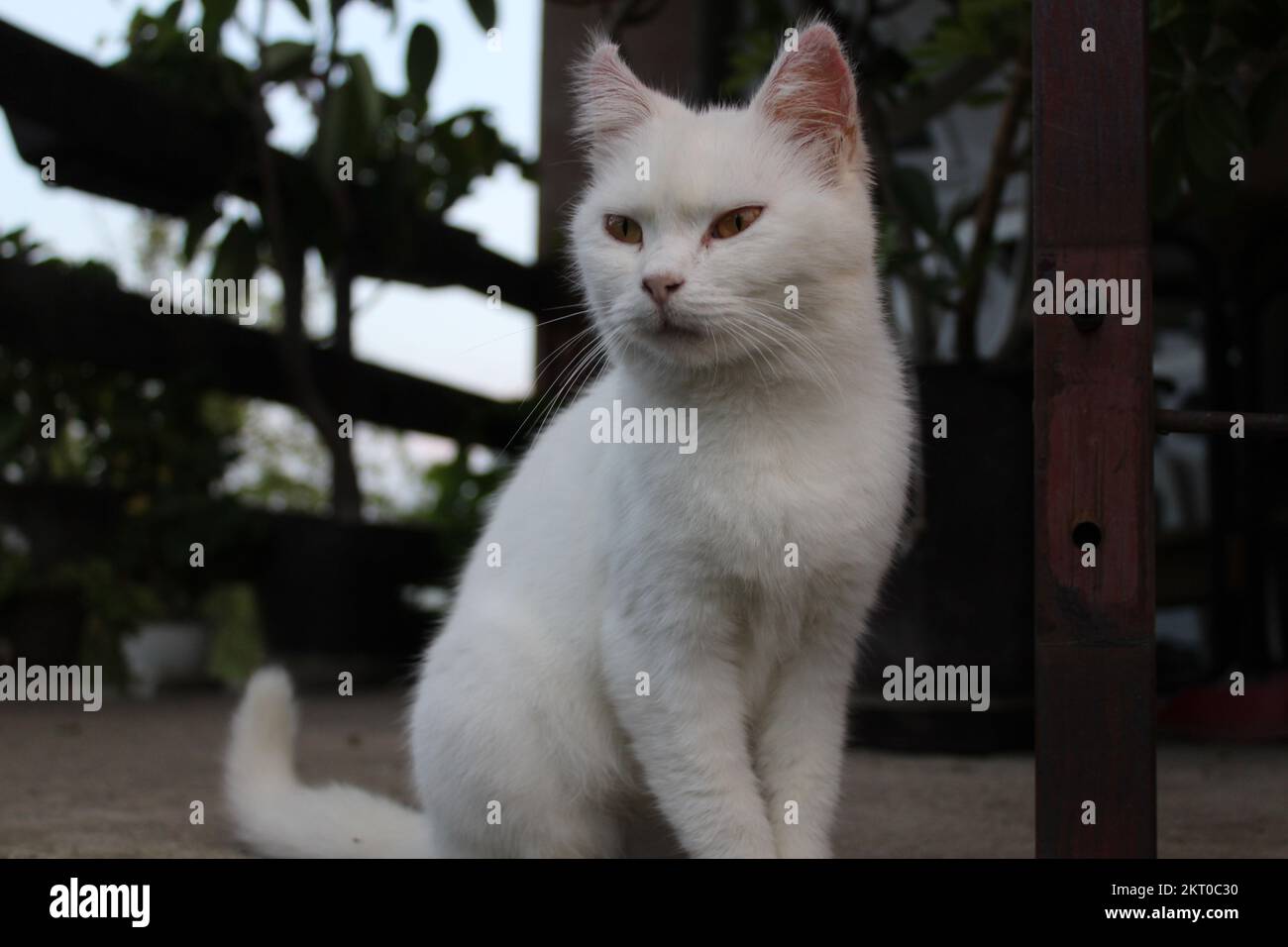 White Cat Sitting Looking in the Distance Stock Photo - Alamy