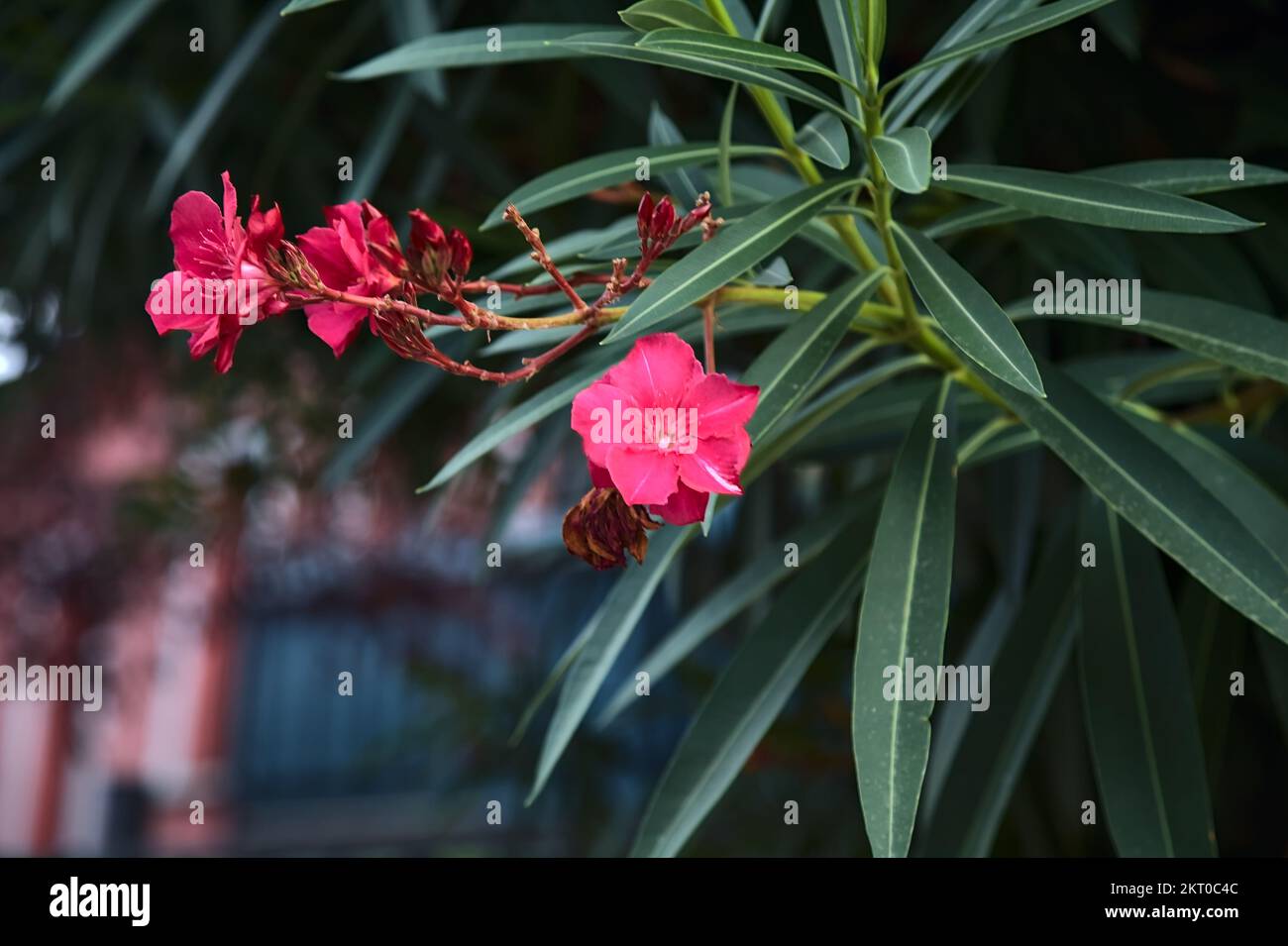 Oleander branch in bloom seen up close Stock Photo - Alamy