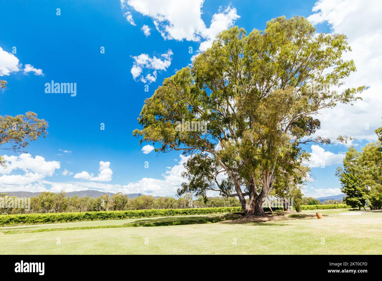 King Valley Vineyard in Australia Stock Photo - Alamy