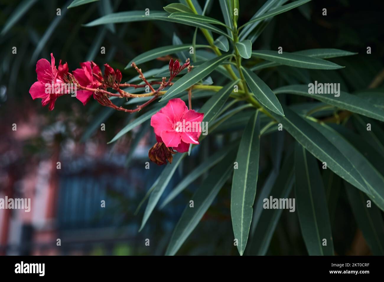 Oleander branch in bloom seen up close Stock Photo - Alamy