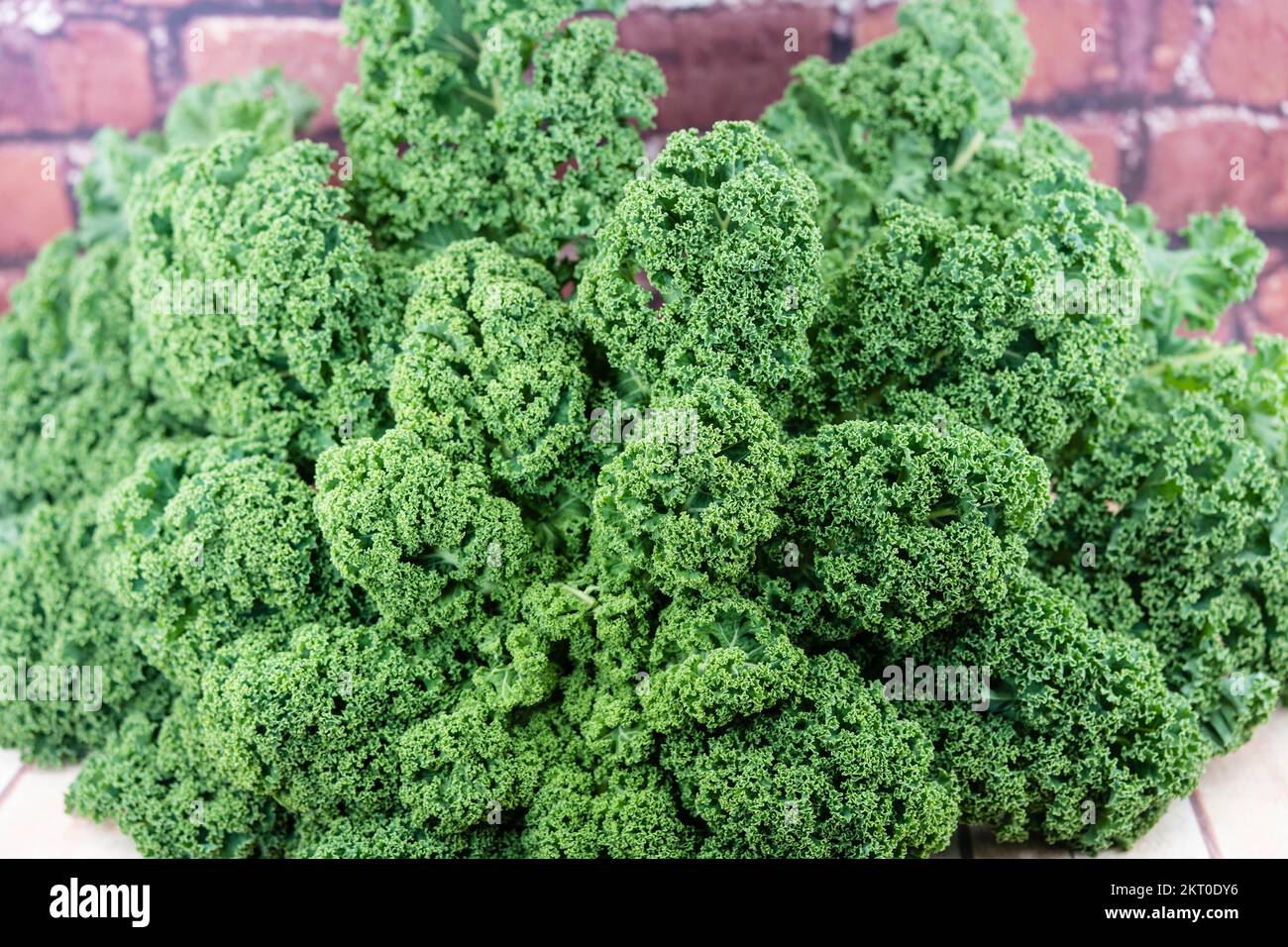 winter vegetable freshley harvested green curly Kale Stock Photo - Alamy