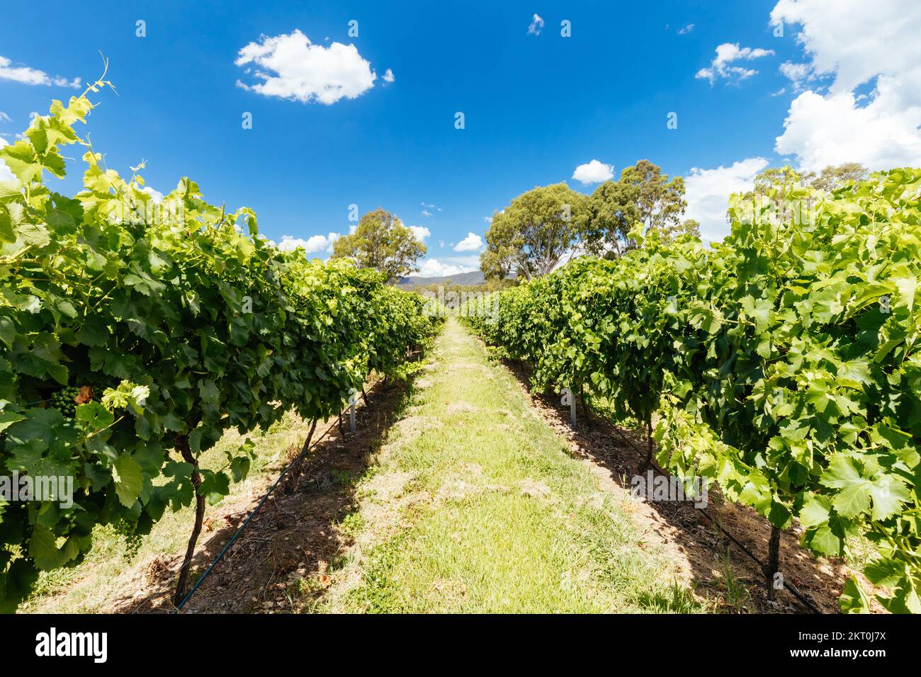 King Valley Vineyard in Australia Stock Photo - Alamy