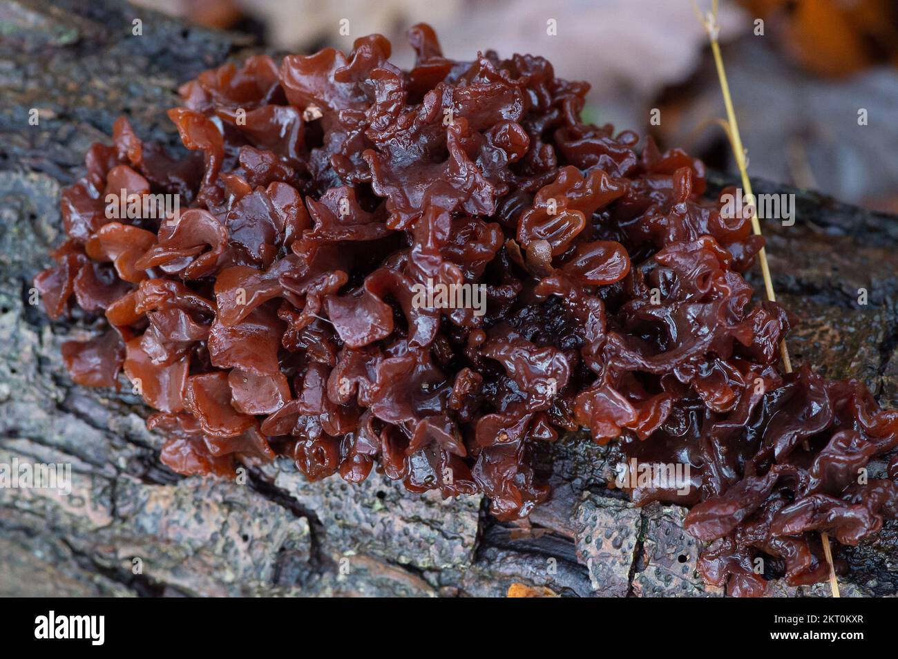 Family tremellaceae hi-res stock photography and images - Alamy