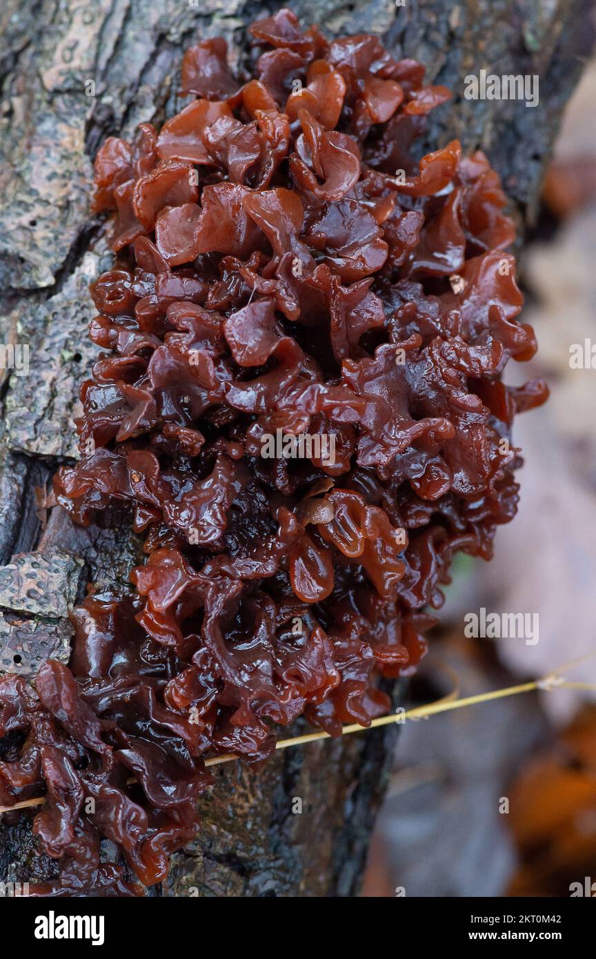 Fungus stock images hi-res stock photography and images - Alamy