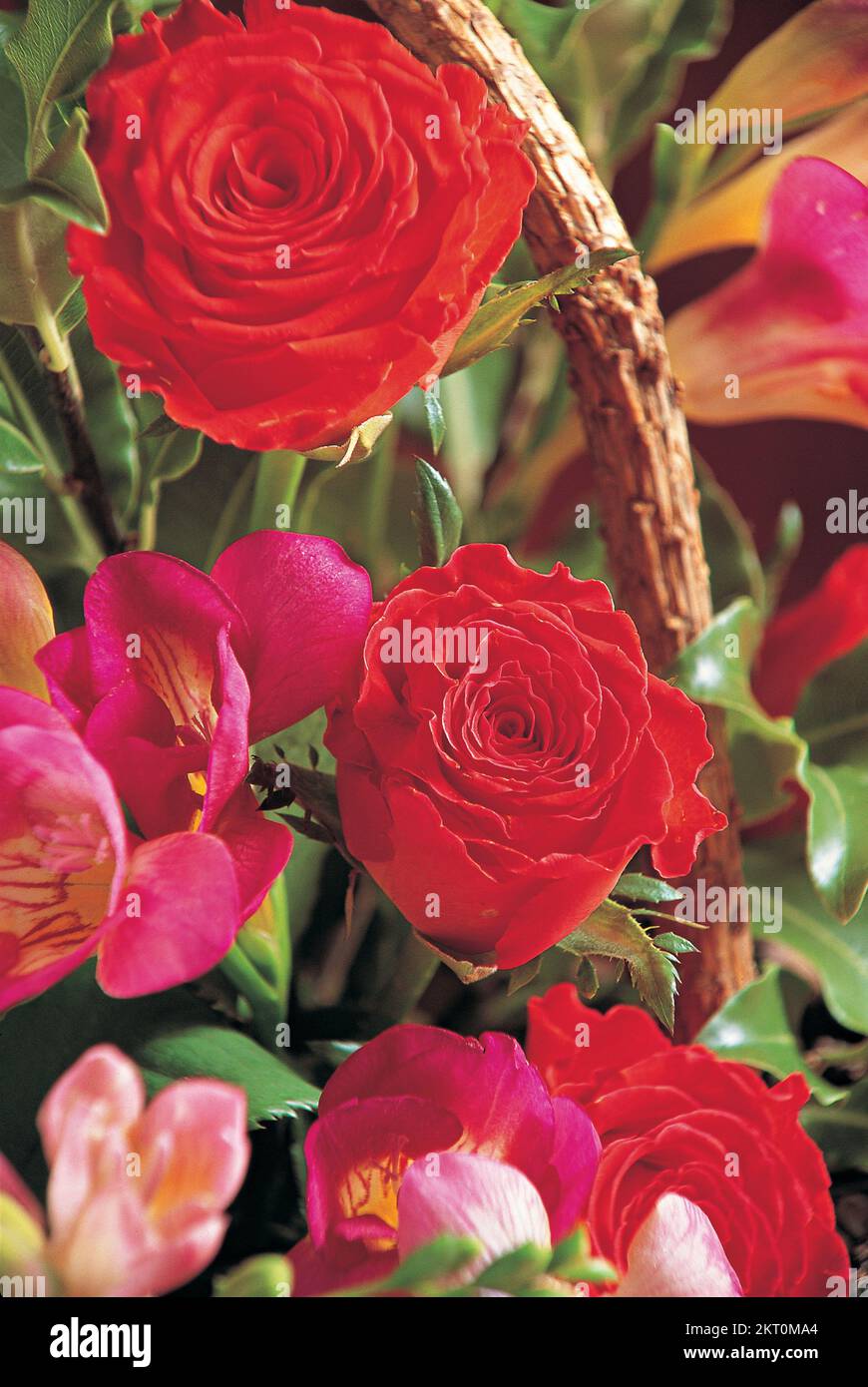 Freesias christmas hi-res stock photography and images - Alamy