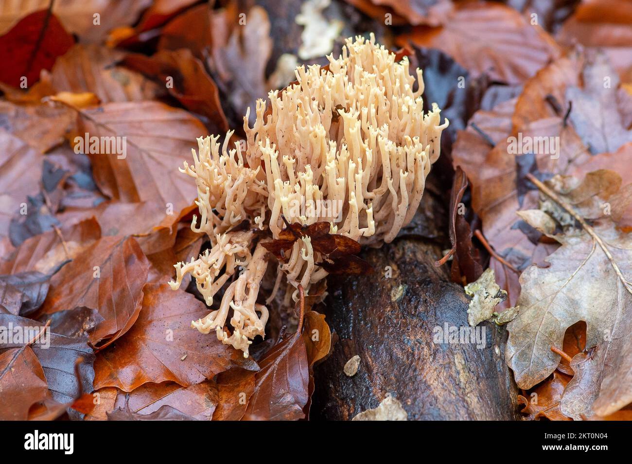 Fungus stock images hi-res stock photography and images - Alamy