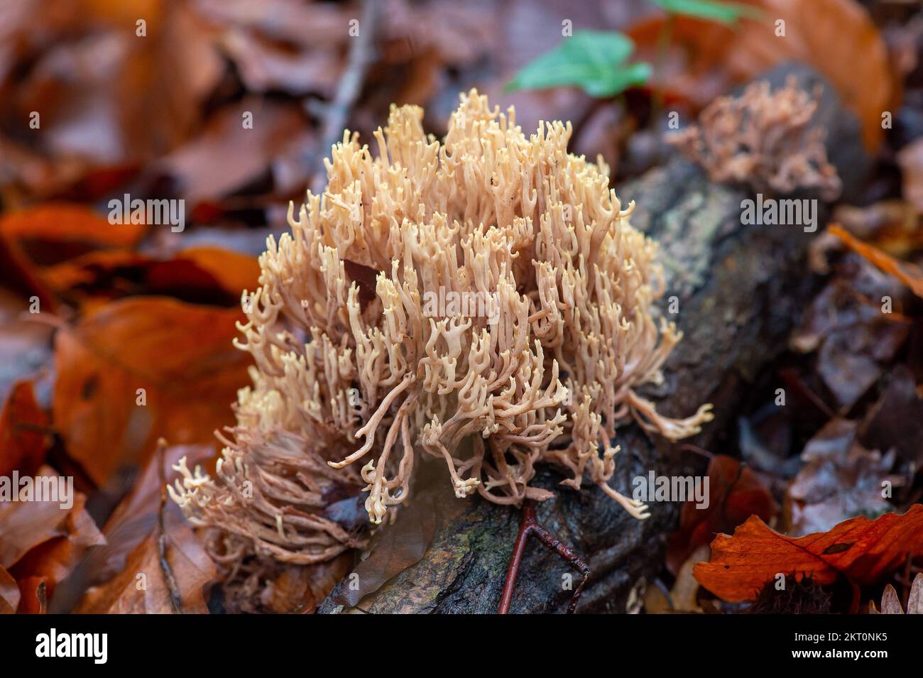 Gomphaeceae hi-res stock photography and images - Alamy