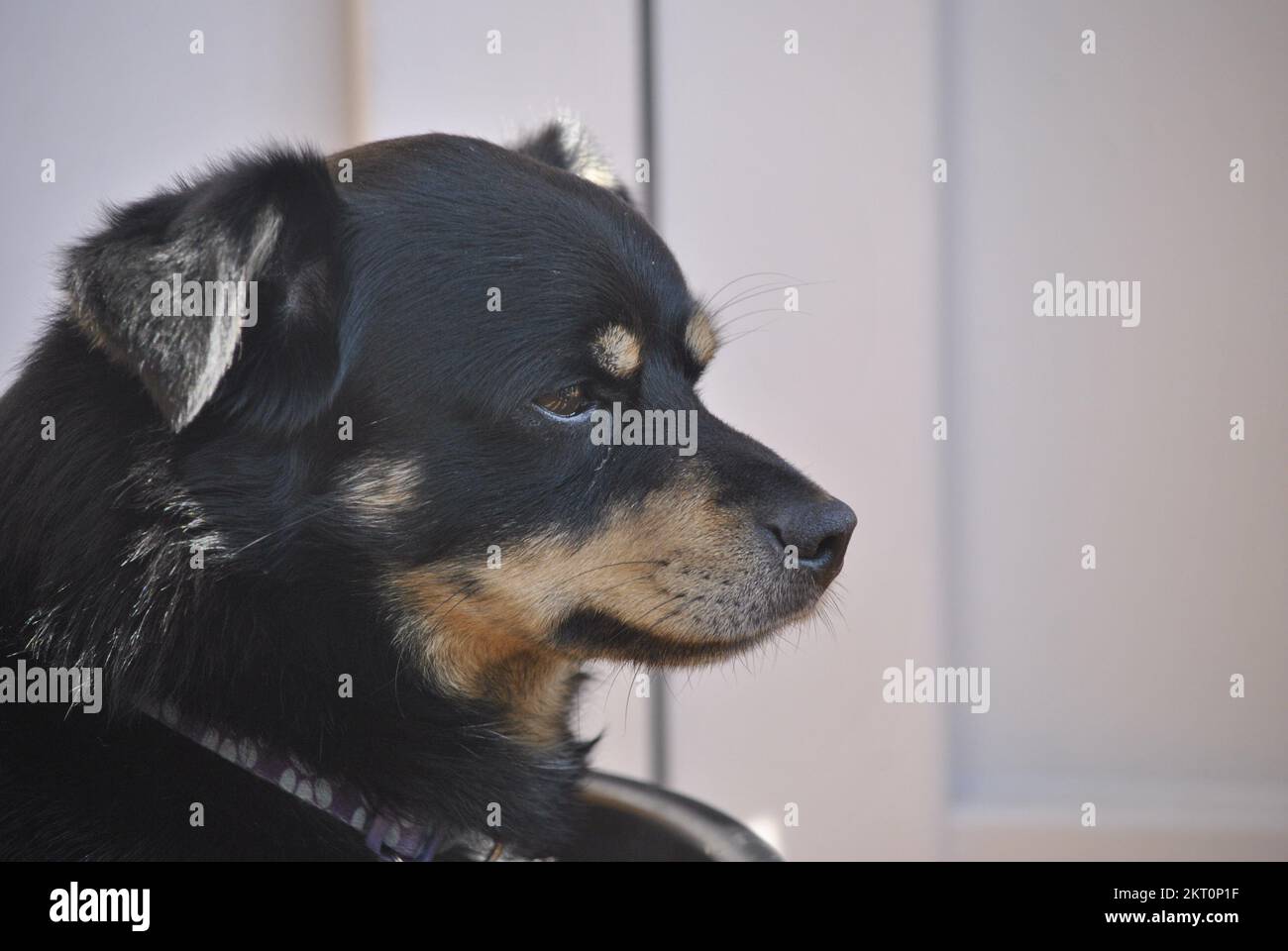 the dog watches carefully what happens Stock Photo - Alamy