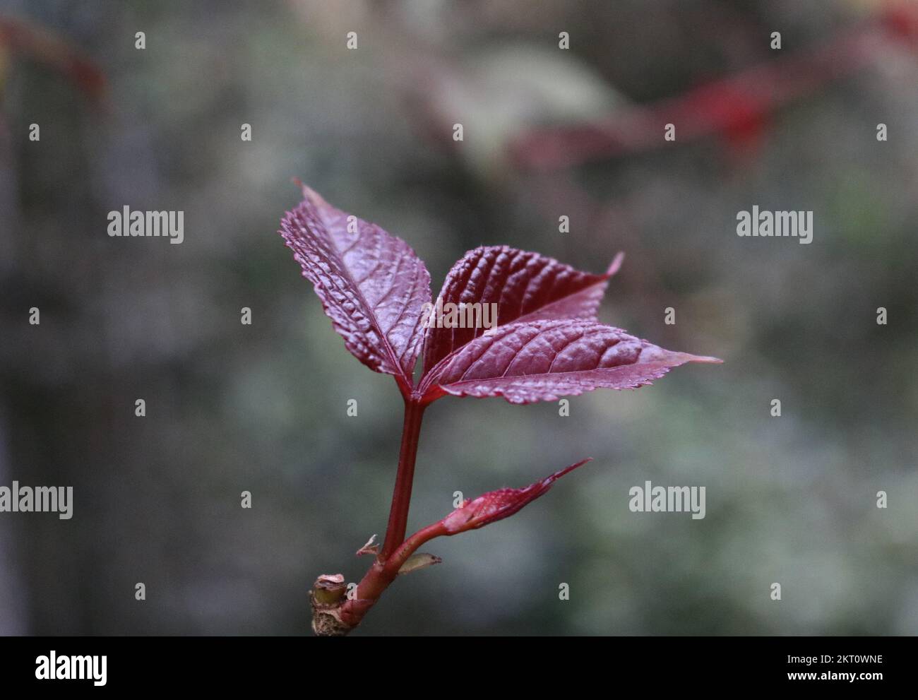 Fresh tender leaves hi-res stock photography and images - Alamy