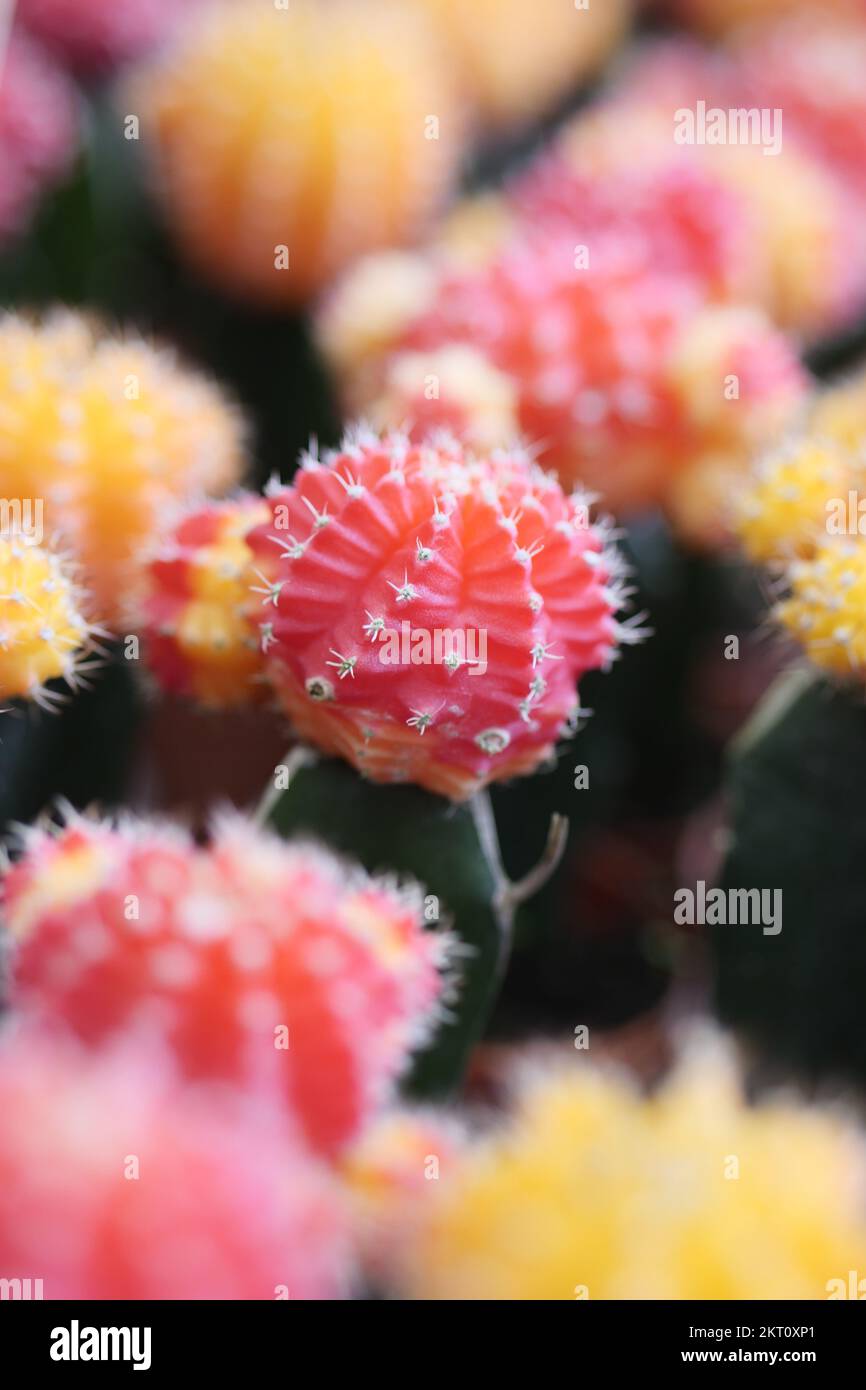Vivid Color Mini Cactus Plants Stock Photo - Alamy