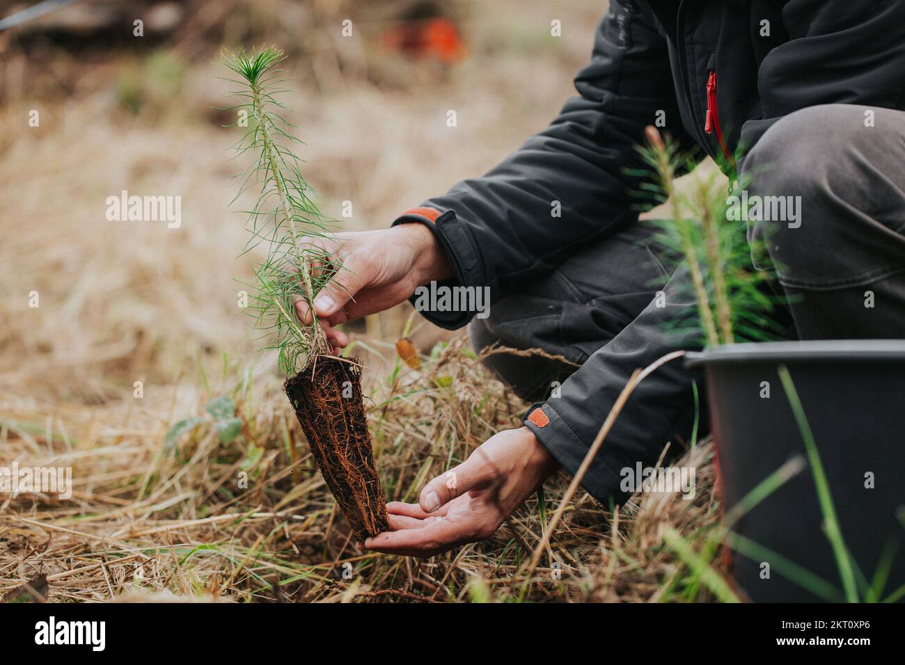 Conifer tree planting outdoor hi-res stock photography and images - Alamy