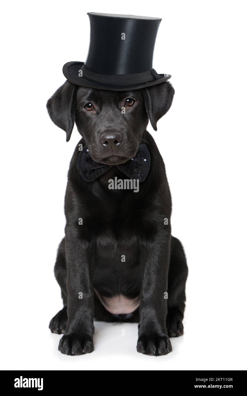 Labrador puppy with cylinder hat on white background Stock Photo - Alamy