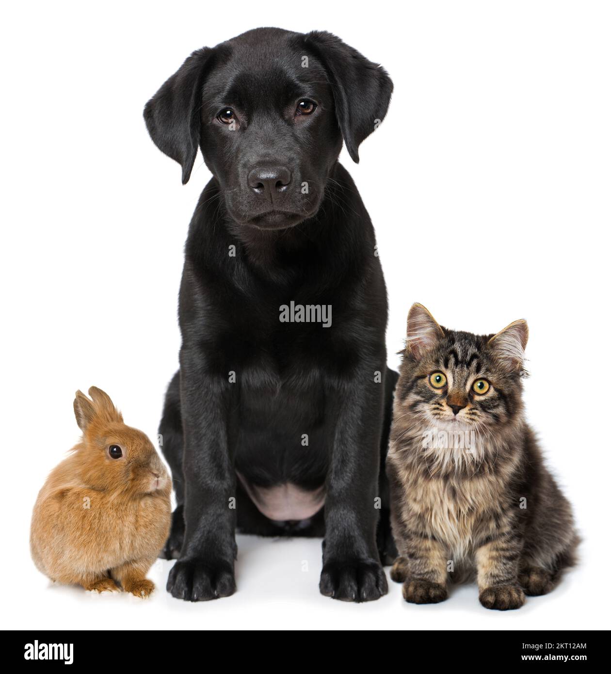 Pets isolated on white background Stock Photo - Alamy