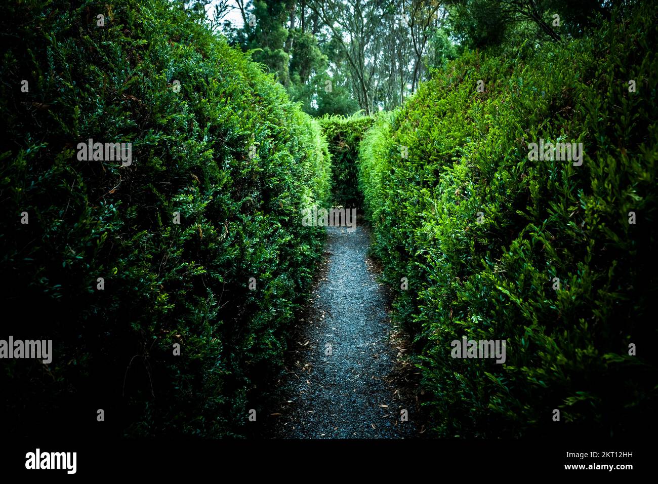 First plant labyrinth hi-res stock photography and images - Alamy