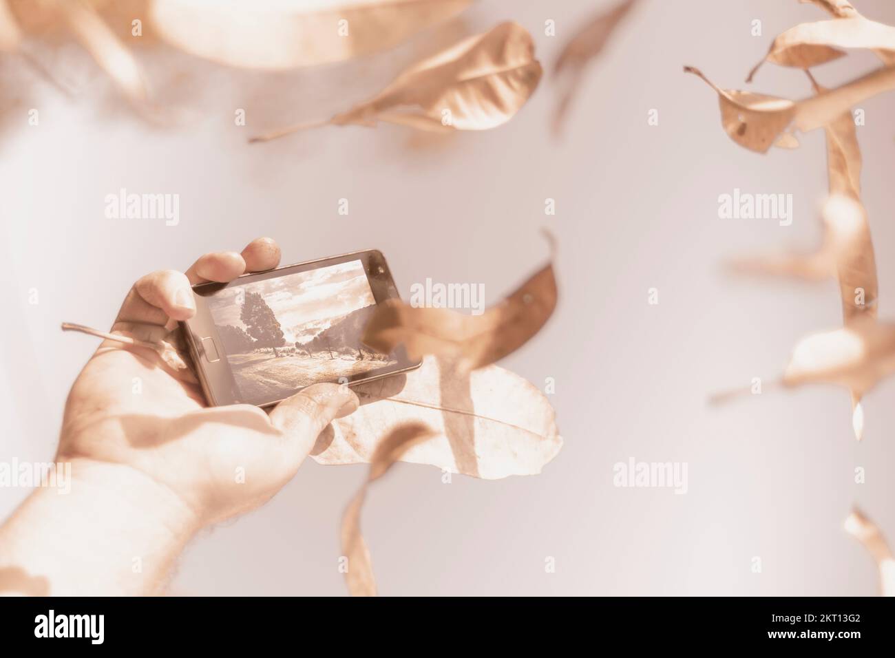 Hand catching leaf hi-res stock photography and images - Alamy