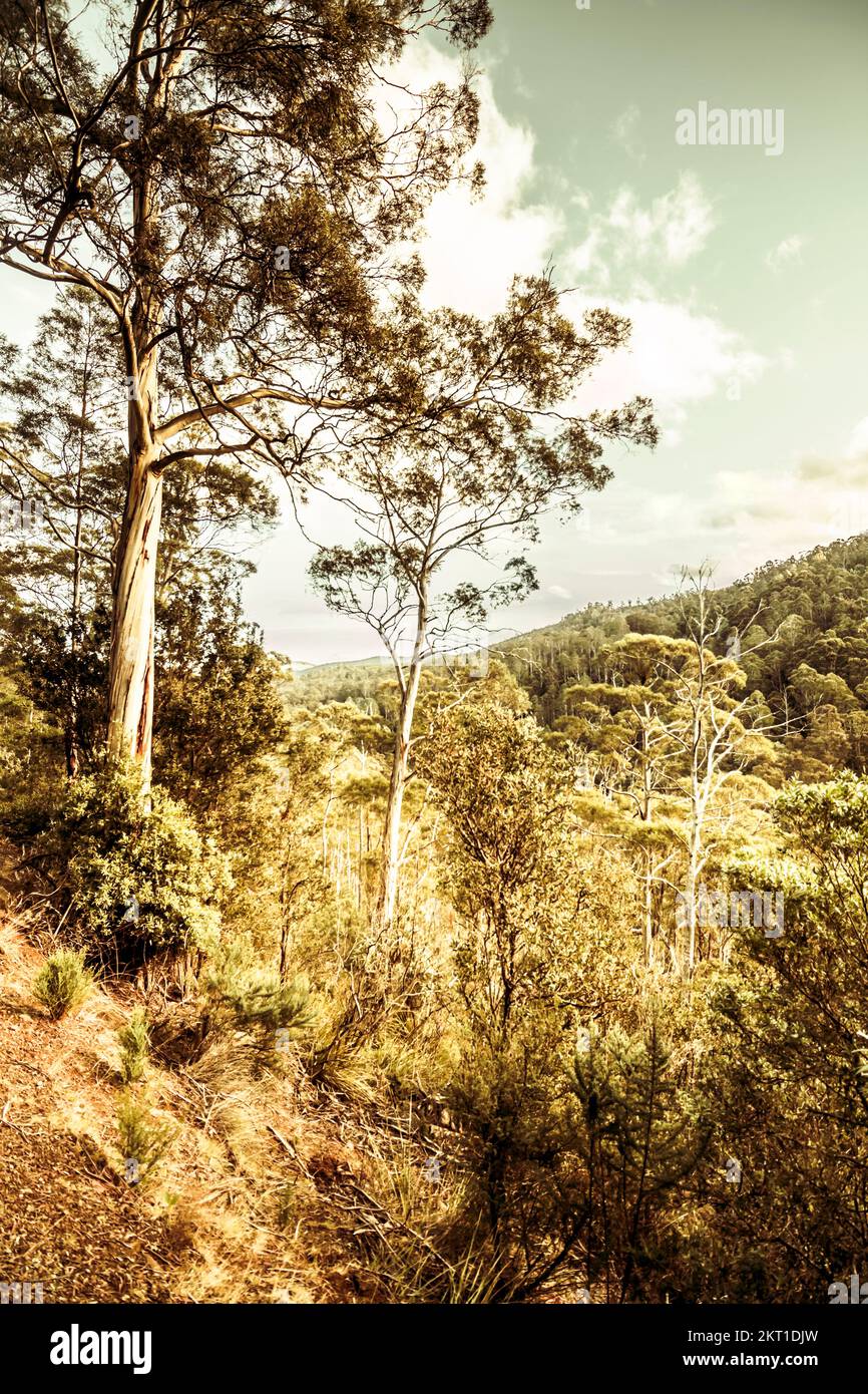 Gorgeous Australian landscape view of gumtree bushland facing off a ...
