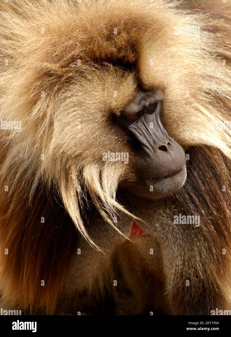 Portrait of a wild male gelada baboon in the ethiopian highlands Stock ...