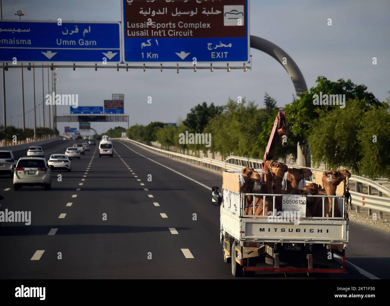 Doha- Qatar November 29, 2022, on the roads of Qatar it is normal for ...