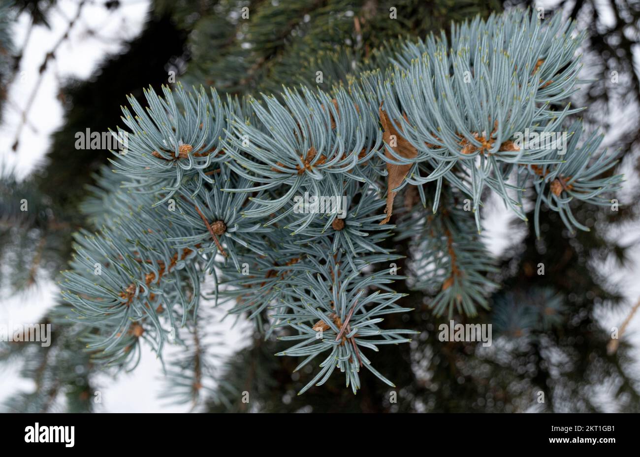 Branches of a silver spruce hang from a tree on a frosty evening in a ...