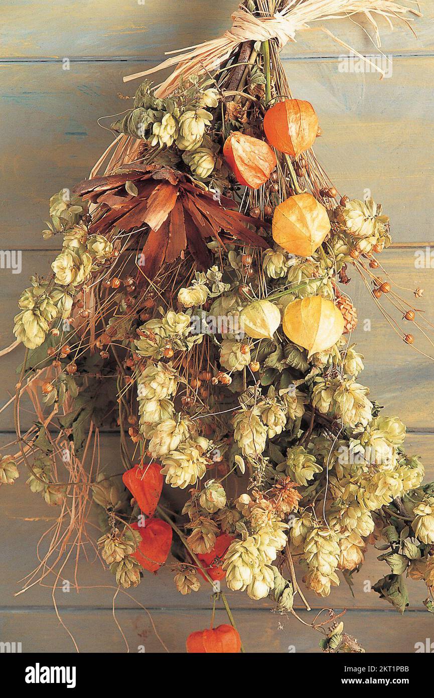 Twisted posy with hop vines and papery bracts hanging on wall Stock ...