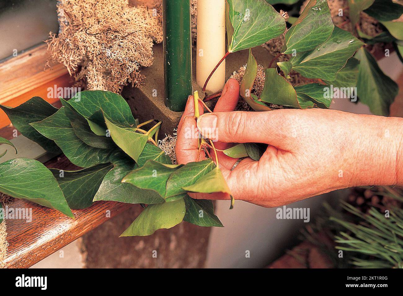 Inserting evergreen stems into the adhesive clay Stock Photo - Alamy