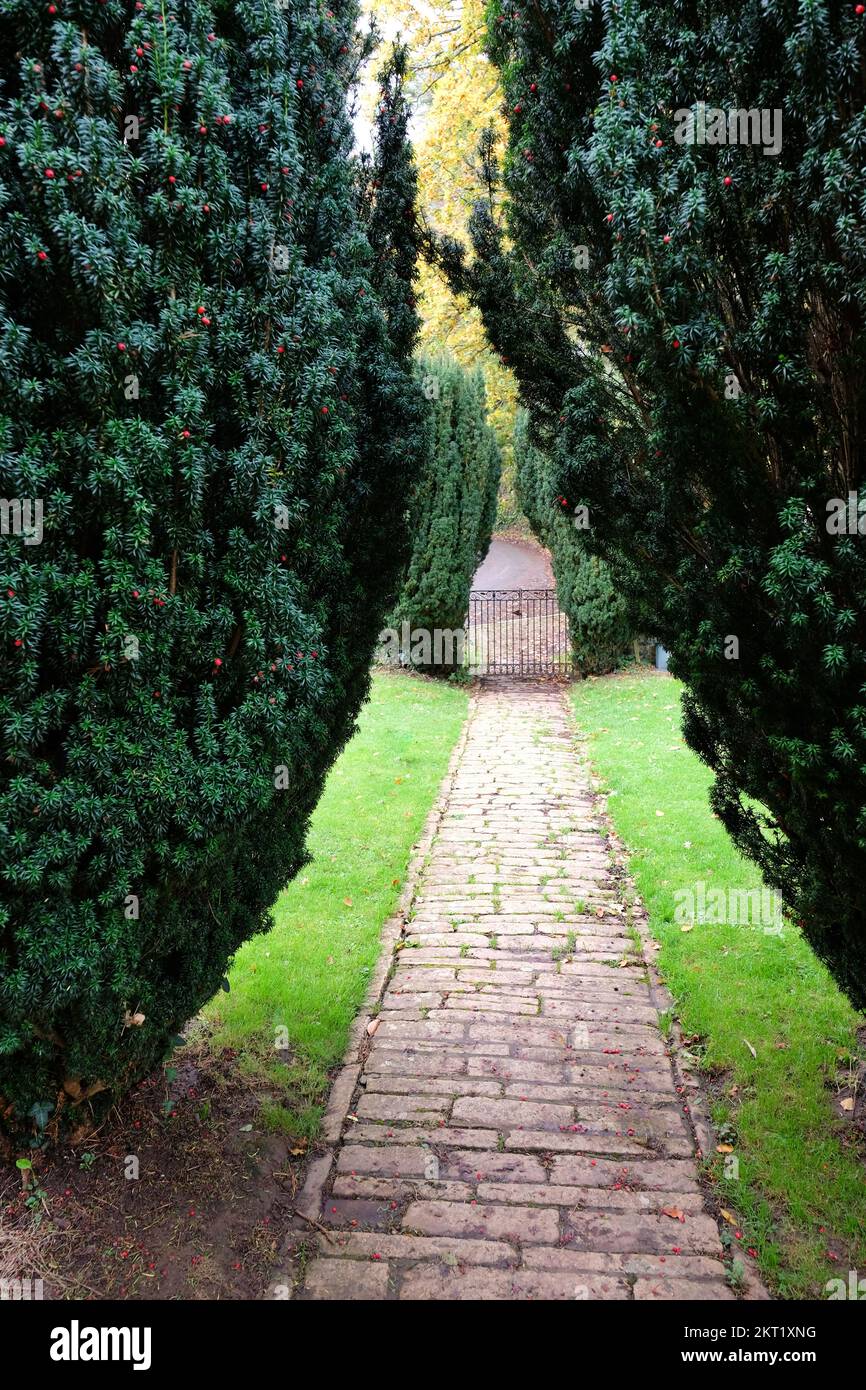 A yew tree lined path at Netherbury Parish church, Dorset, UK - John ...