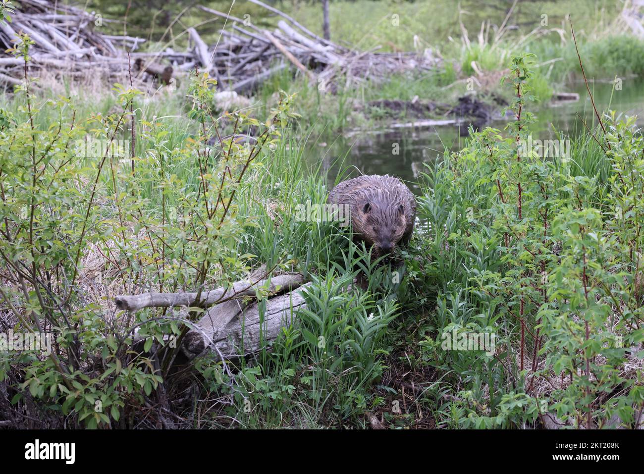 North American Beaver (Castor canadensis) Alberta Canada Stock Photo ...