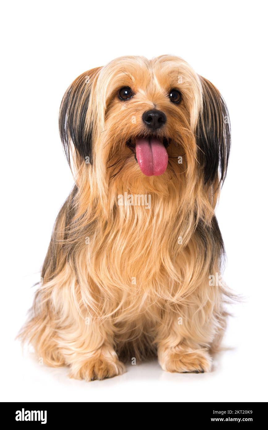 Cross breed dog isolated on white background Stock Photo - Alamy