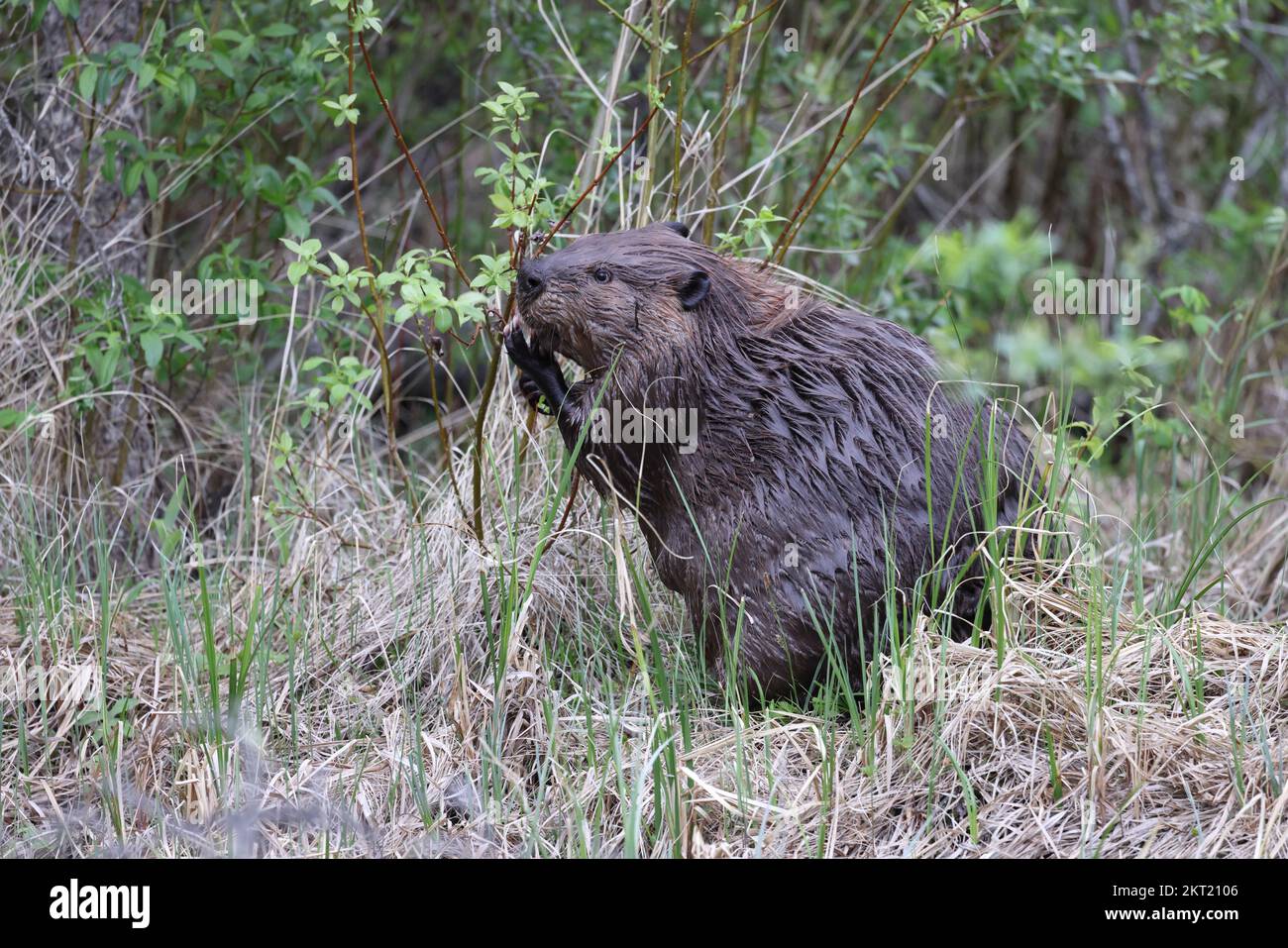 North American Beaver (Castor canadensis) Alberta Canada Stock Photo ...