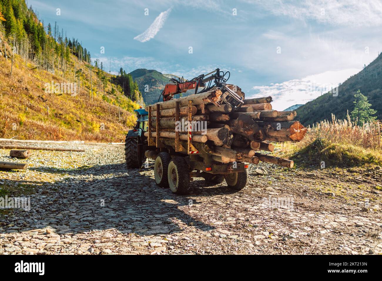 Removal of wood for processing. Industrial logging for joinery and ...