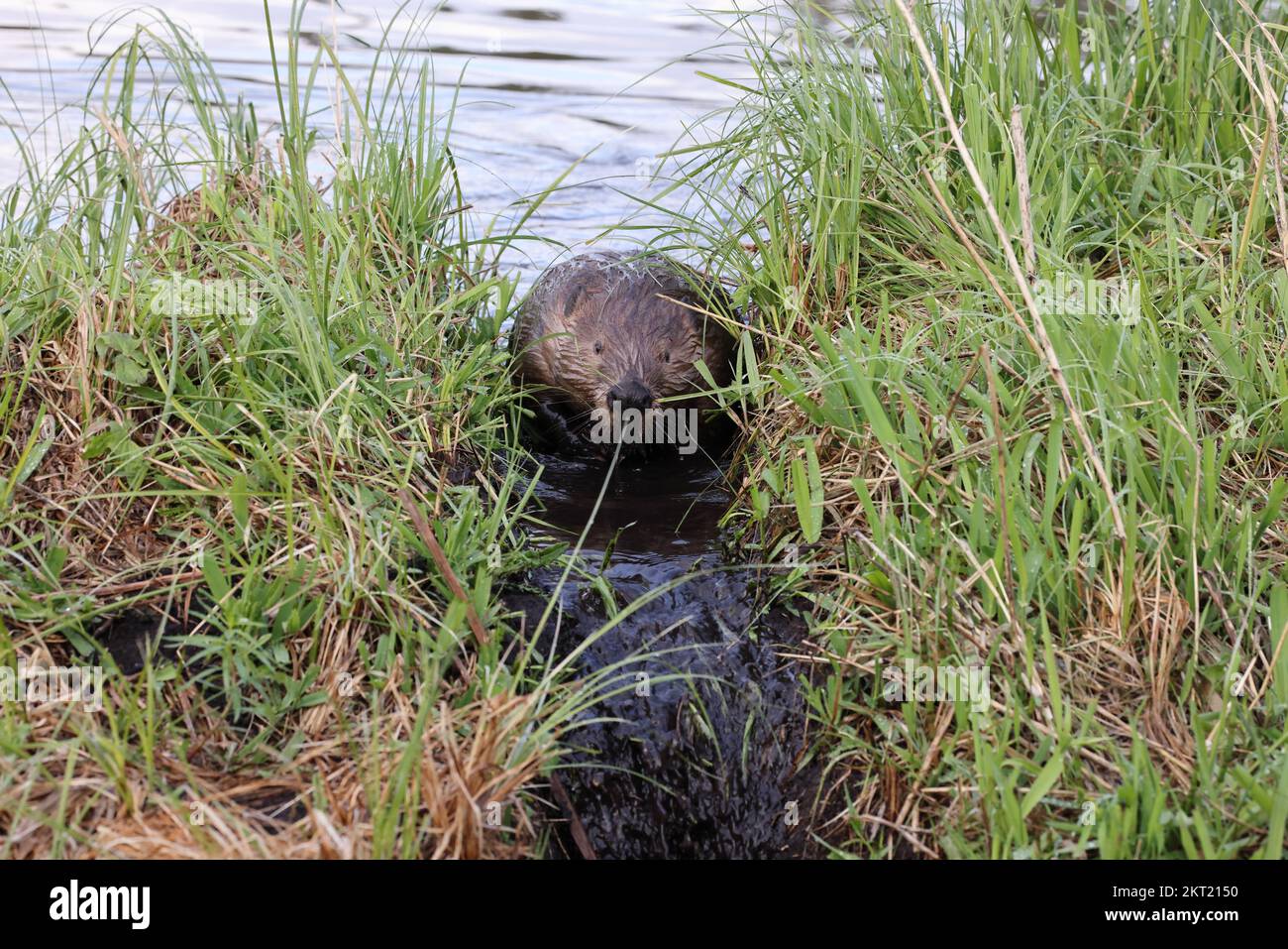 North American Beaver (Castor canadensis) Alberta Canada Stock Photo ...