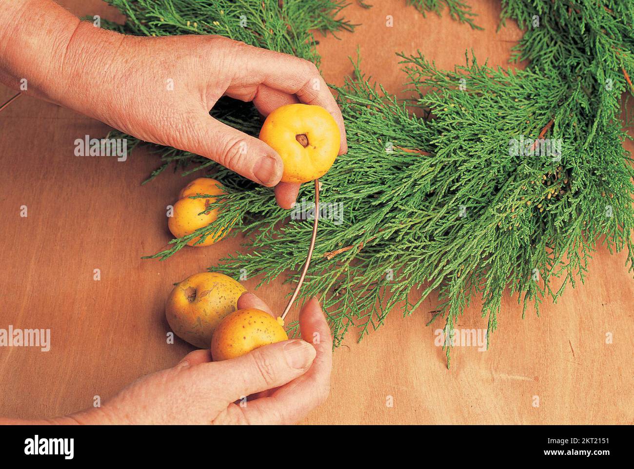 Threading the quinces onto the wire Stock Photo - Alamy