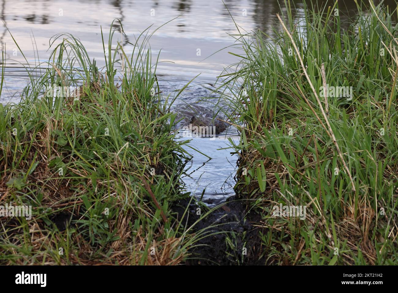 North American Beaver (Castor canadensis) Alberta Canada Stock Photo ...