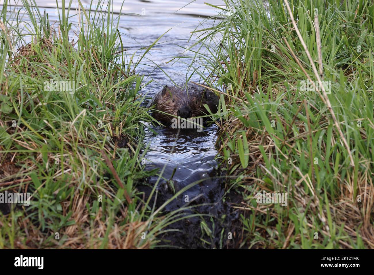 North American Beaver (Castor canadensis) Alberta Canada Stock Photo ...
