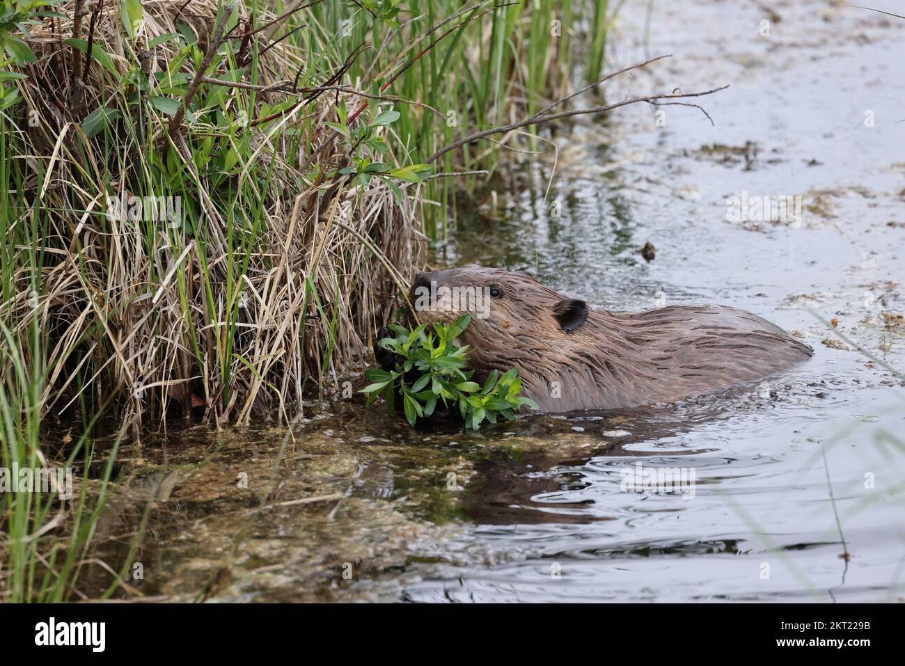 North American Beaver (Castor canadensis) Alberta Canada Stock Photo ...