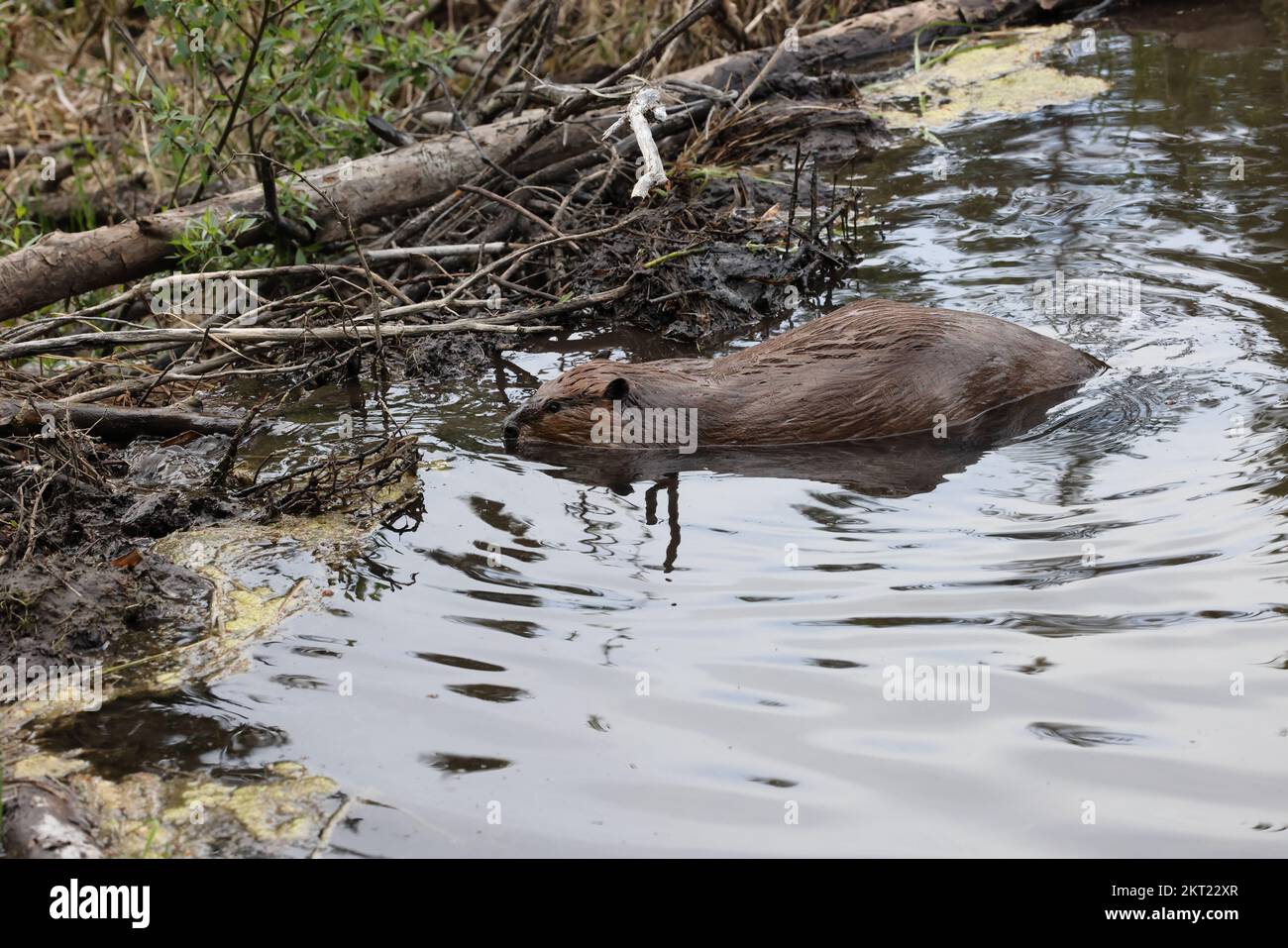 North American Beaver (Castor canadensis) Alberta Canada Stock Photo ...